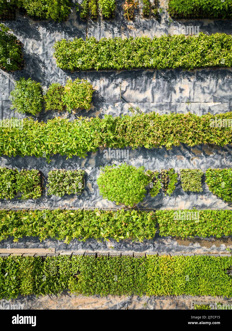 Atlantic rainforest nursery hi-res stock photography and images - Alamy