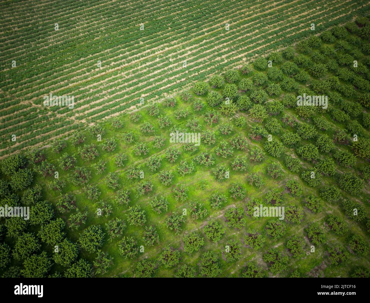 Beautiful top down view to green plantation crop Stock Photo - Alamy