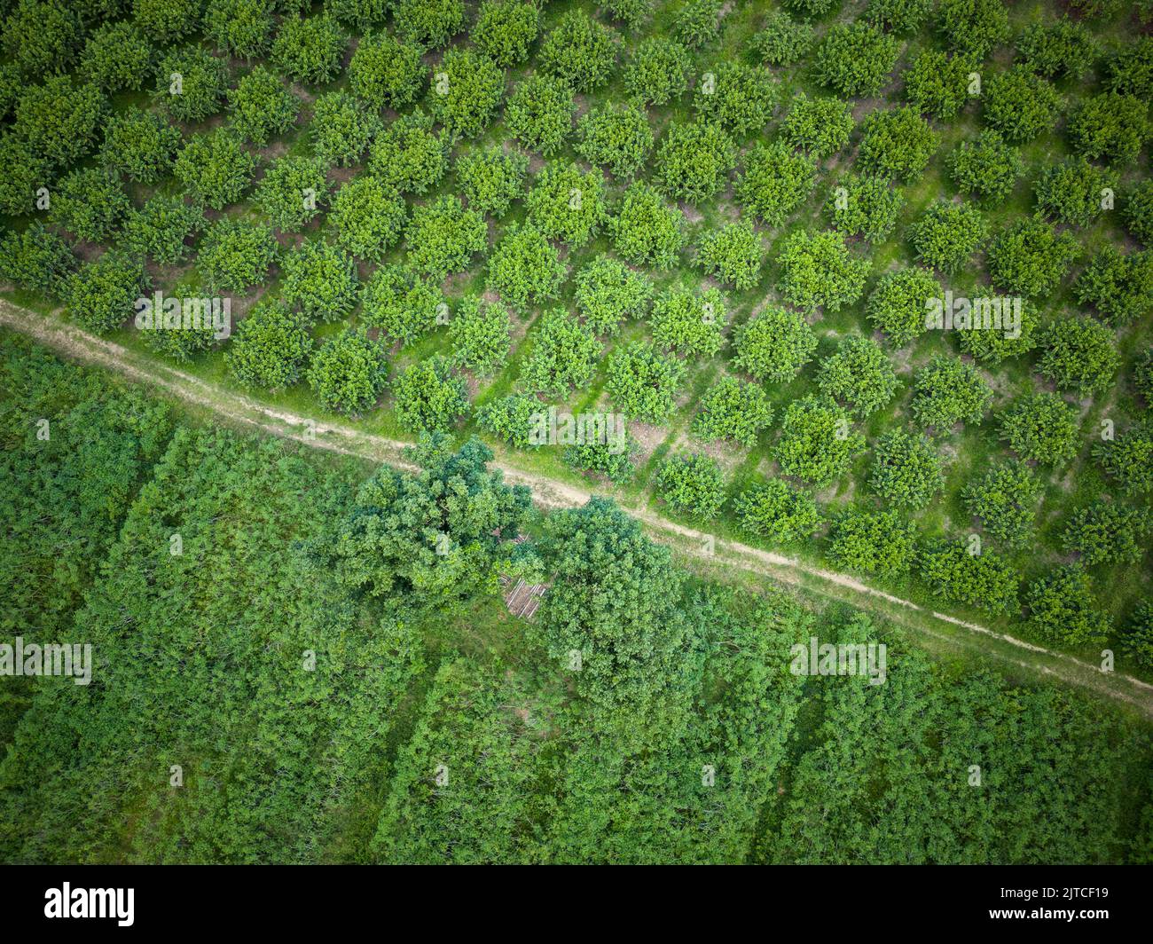 Beautiful top down view to green plantation crops Stock Photo - Alamy