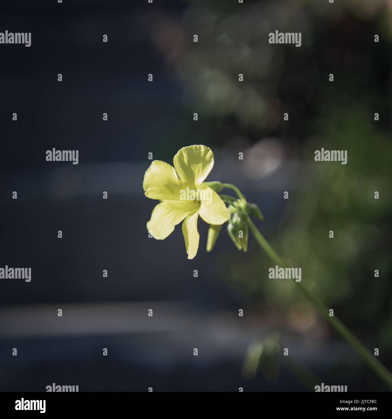 Sourgrass hi-res stock photography and images - Alamy