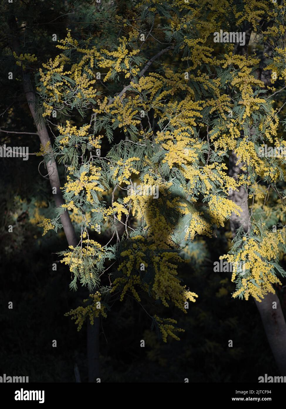 A vertical shot of a silver wattle tree in bloom in the shadow Stock ...