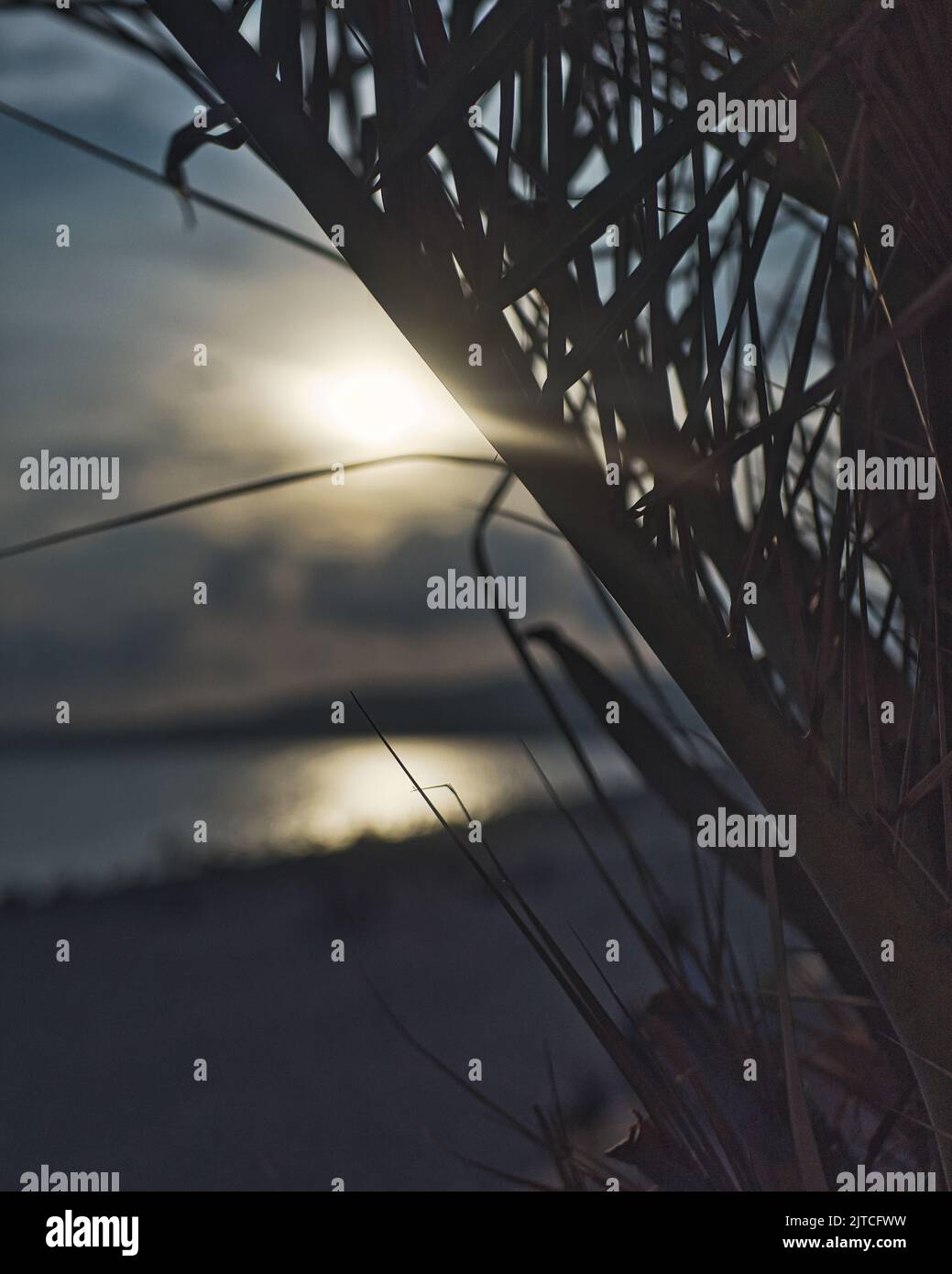 A vertical shot of a palm tree branch with sunlight in the blurred ...