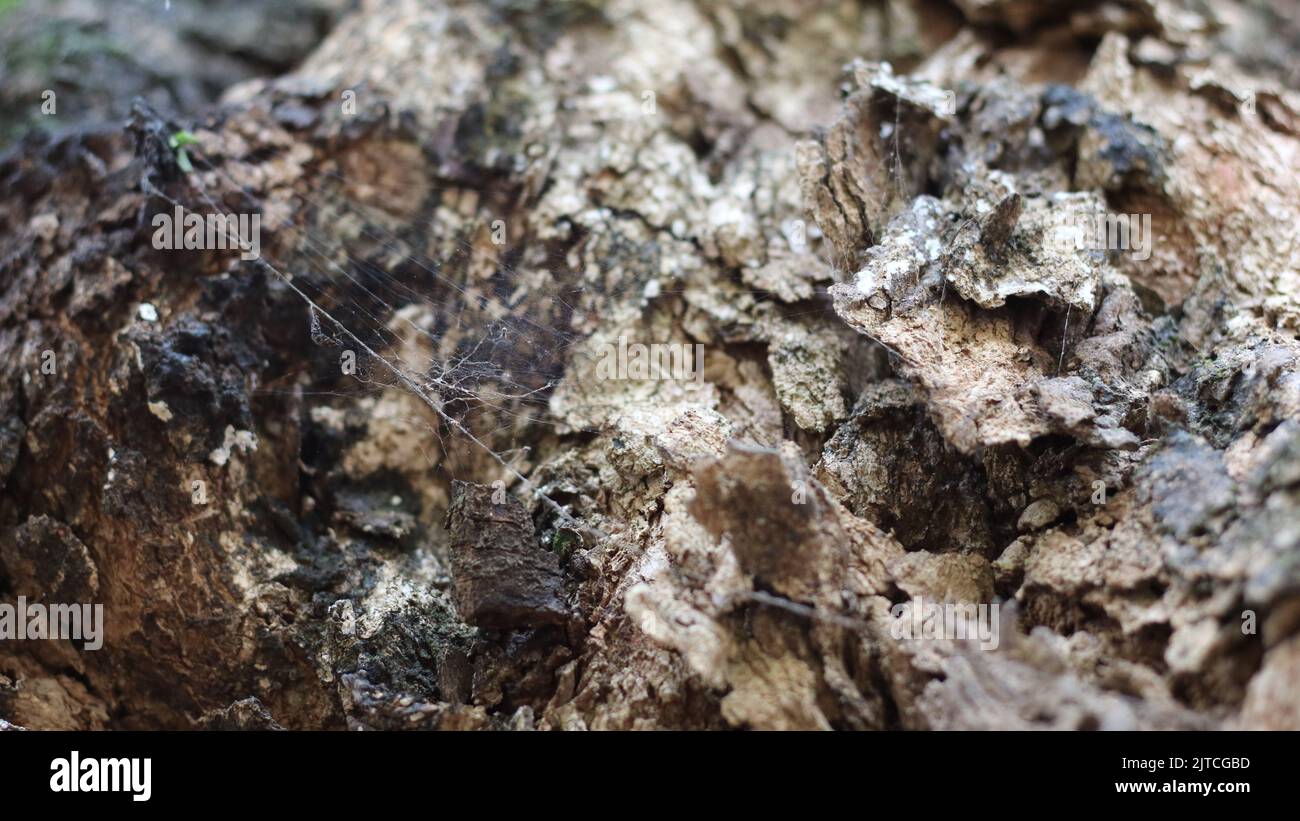 The beauty of near the dried bark of the tree Stock Photo - Alamy