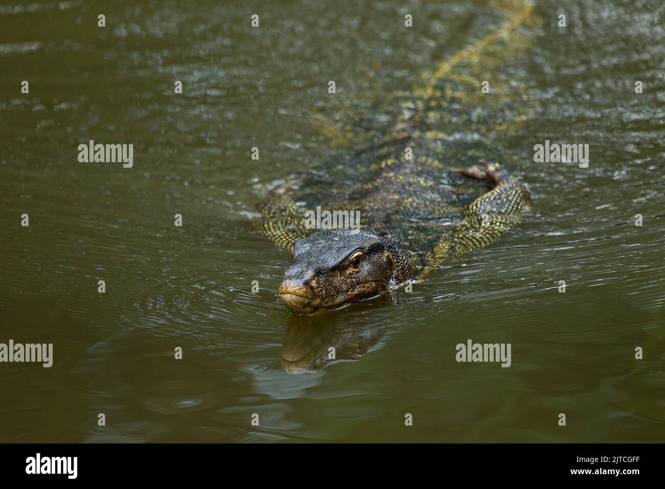 Asian Water Monitor lizard swimming Stock Photo - Alamy