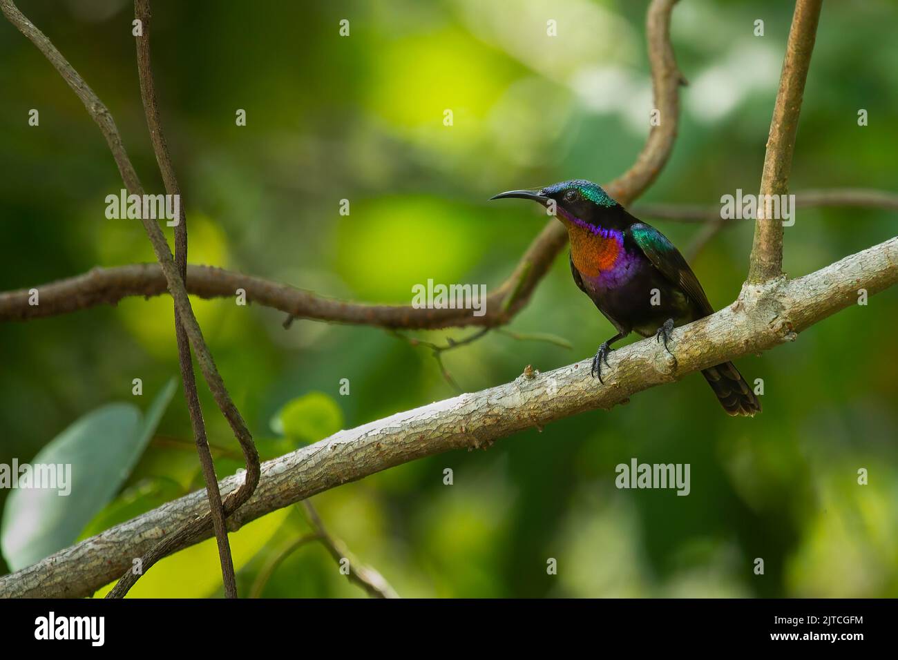 Copper coloured plumage hi-res stock photography and images - Alamy