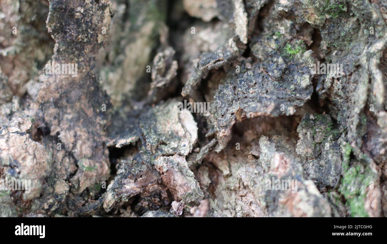The beauty of near the dried bark of the tree Stock Photo - Alamy