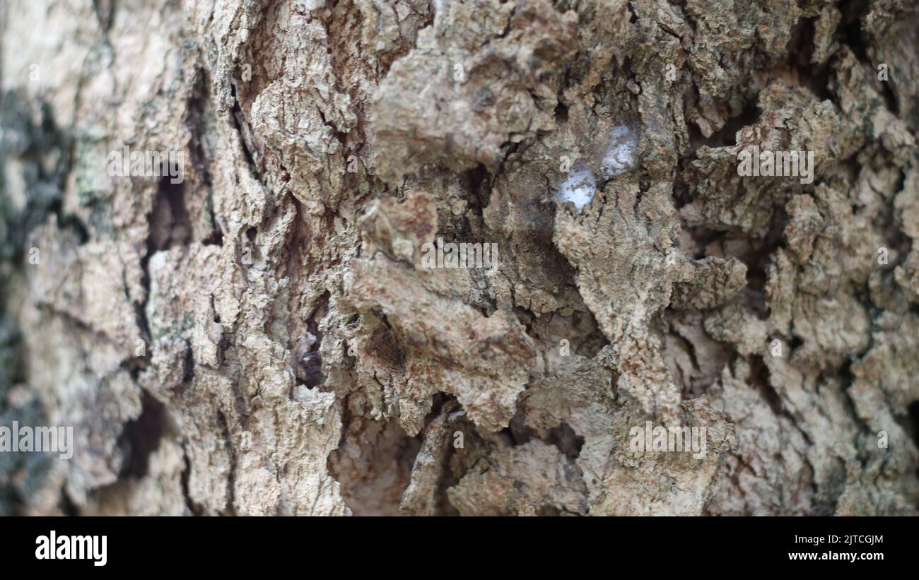 The beauty of near the dried bark of the tree Stock Photo - Alamy