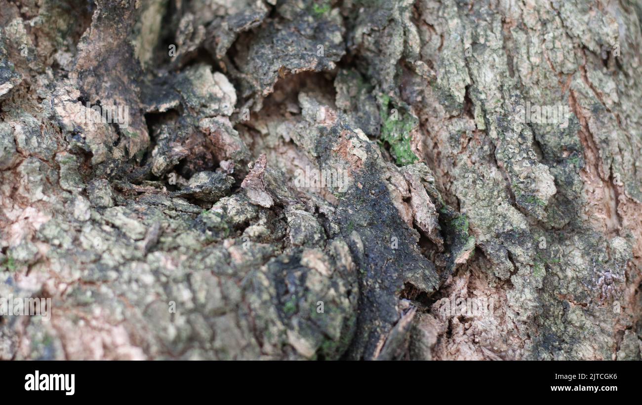 The beauty of near the dried bark of the tree Stock Photo - Alamy