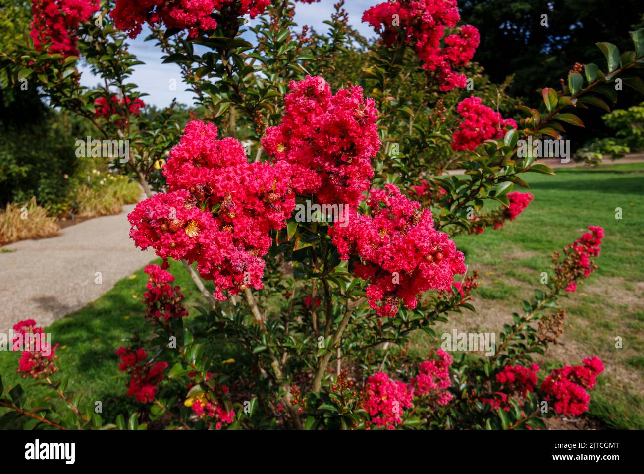 Red Lagerstroemia 'Tuscarora' or crape myrtle 'Tuscarora' with red to ...