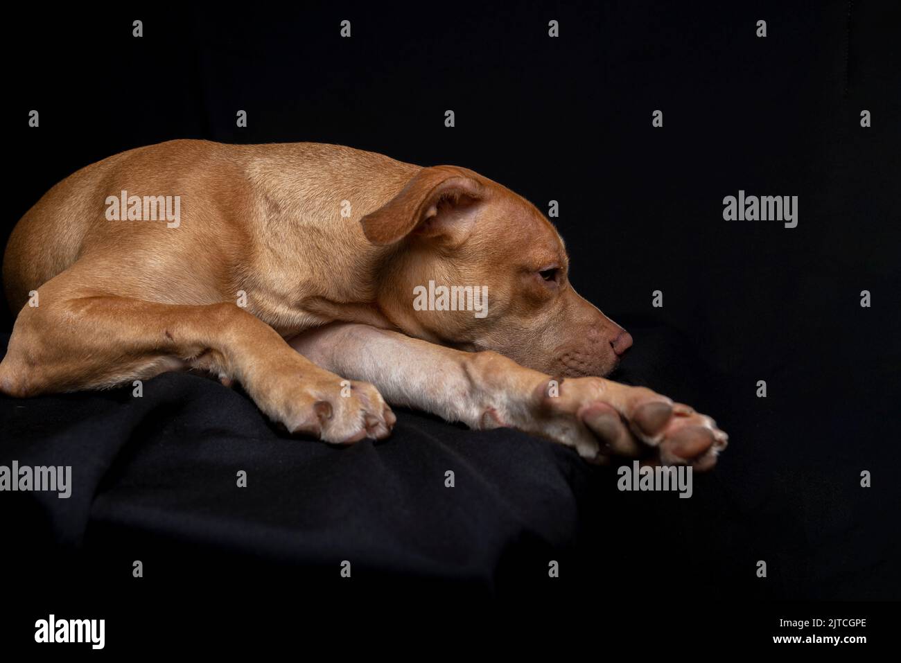 Portrait of a caramel-colored pit bull dog against black background ...