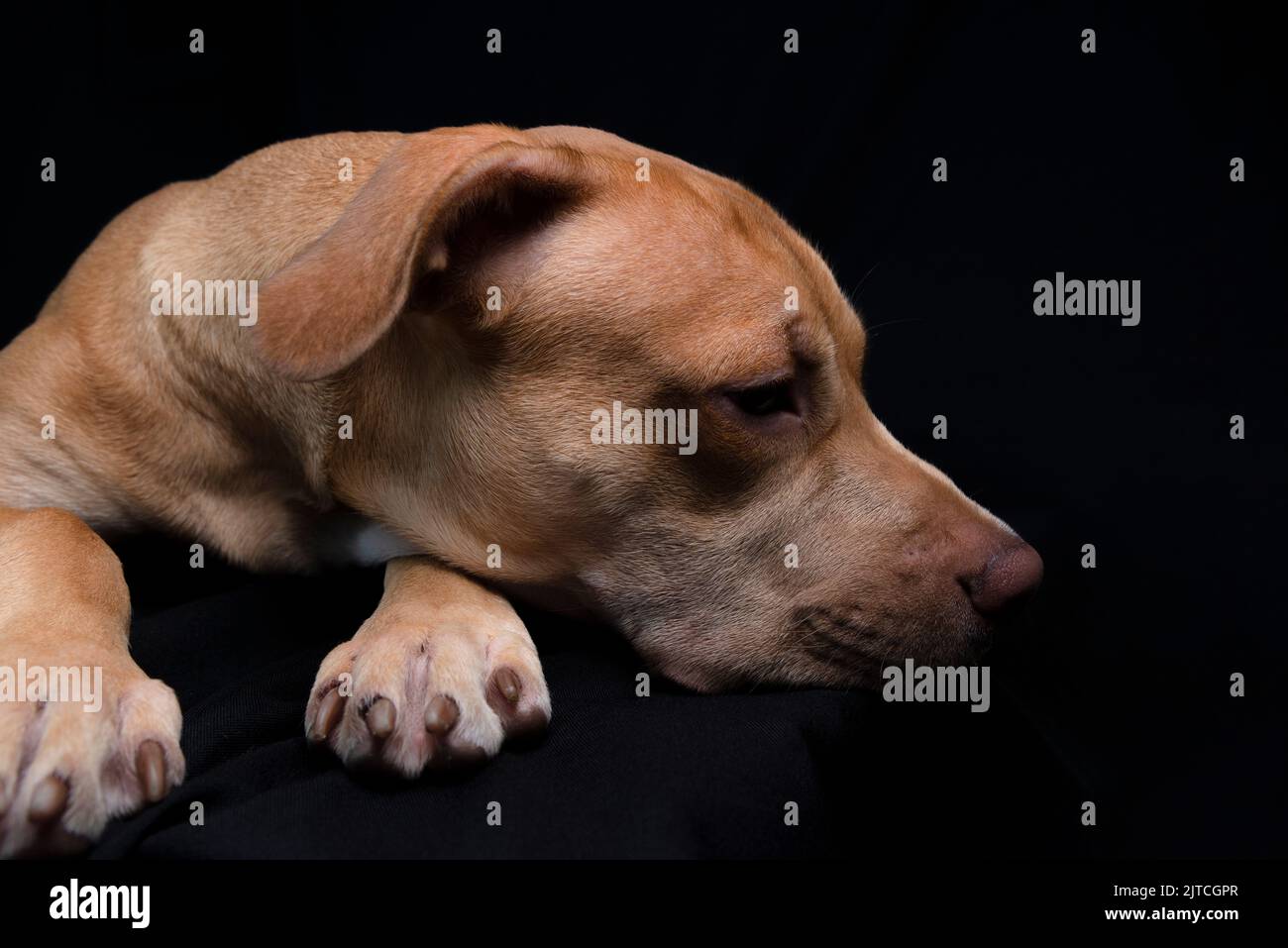 Portrait of a caramel-colored pit bull dog against black background ...