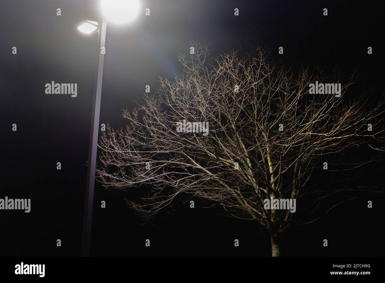 Bare Tree and Street Light at Night Stock Photo - Alamy