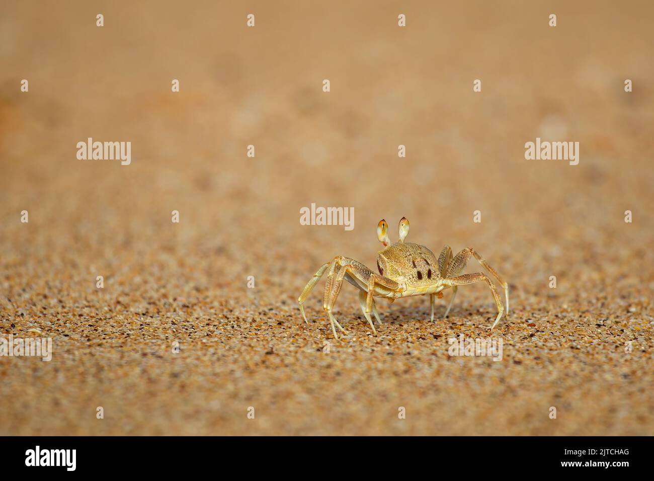 Ghost crab on Thai beach Stock Photo - Alamy