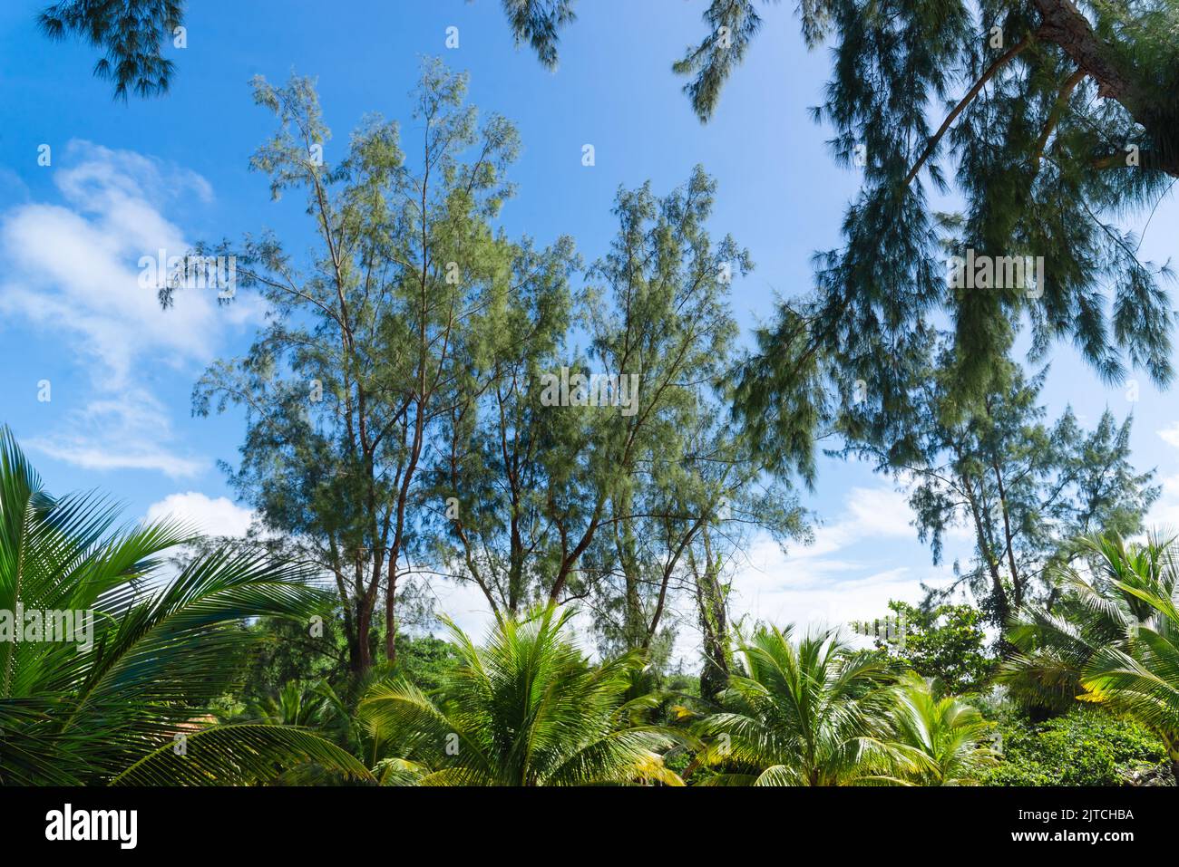Big tall green trees against the beach and blue sky in the background ...