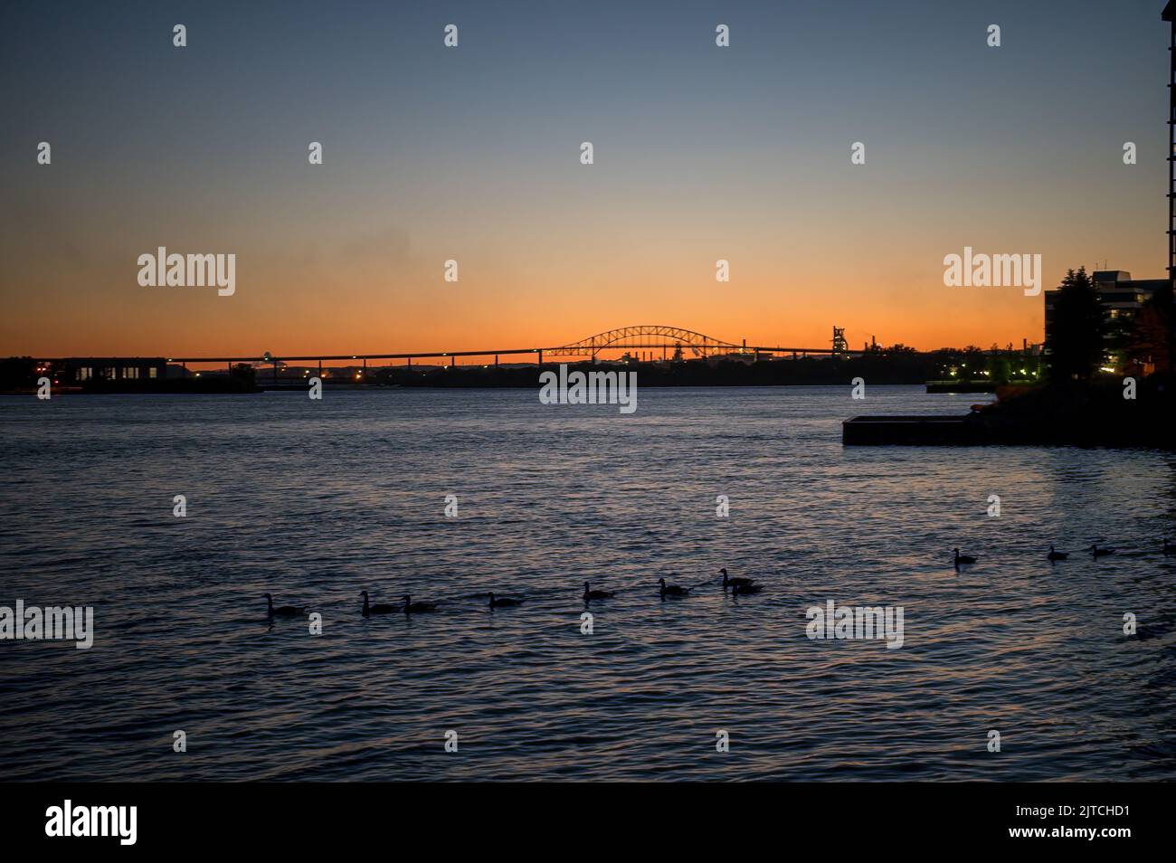 Doves fight hi-res stock photography and images - Alamy