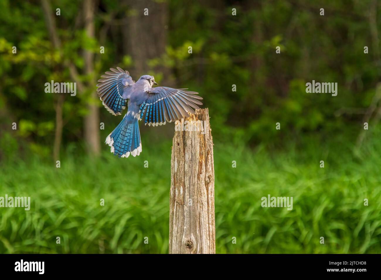 Rock Doves fighting for a perch Stock Photo - Alamy