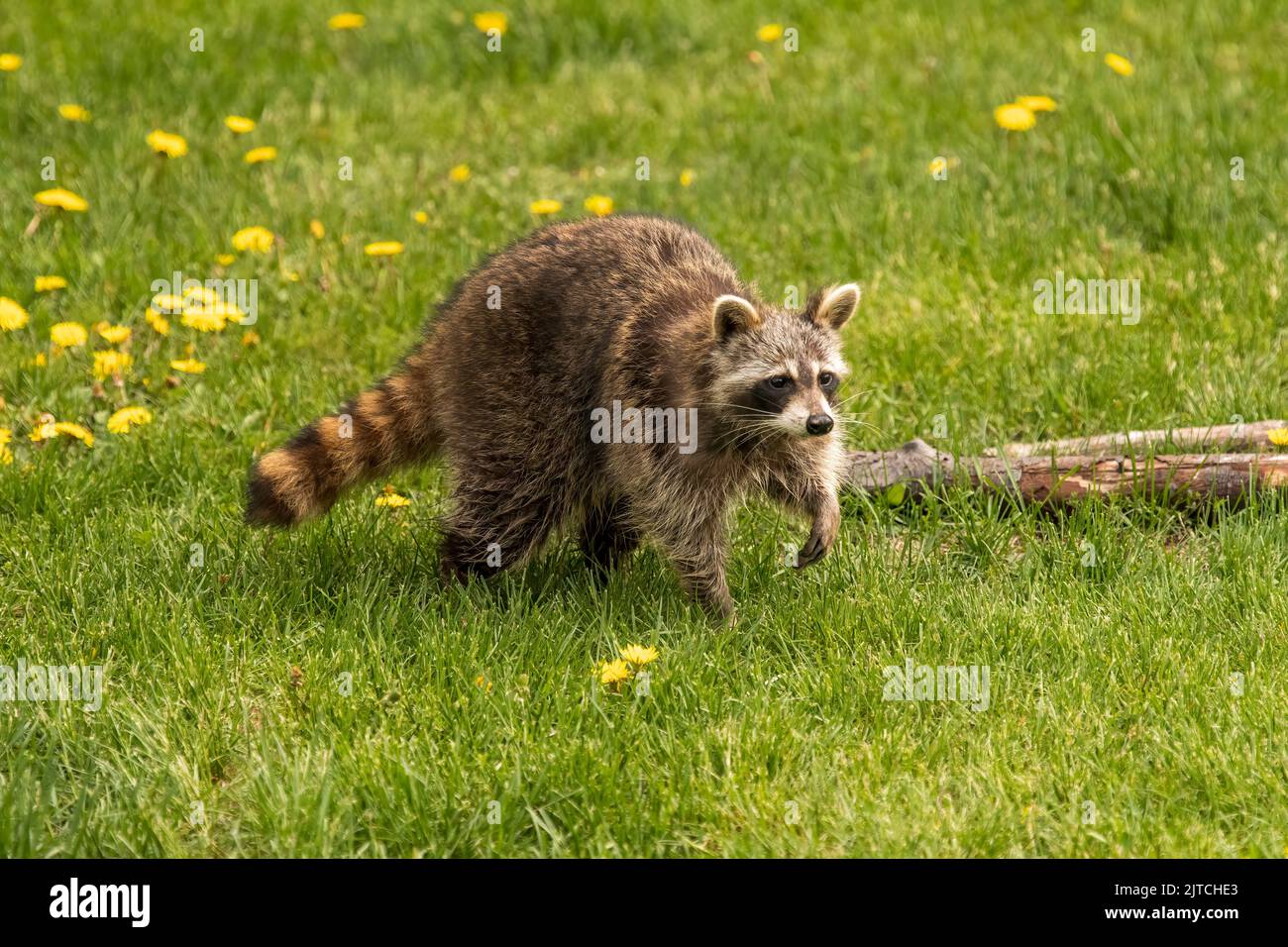 raccoon hunting for food Stock Photo - Alamy