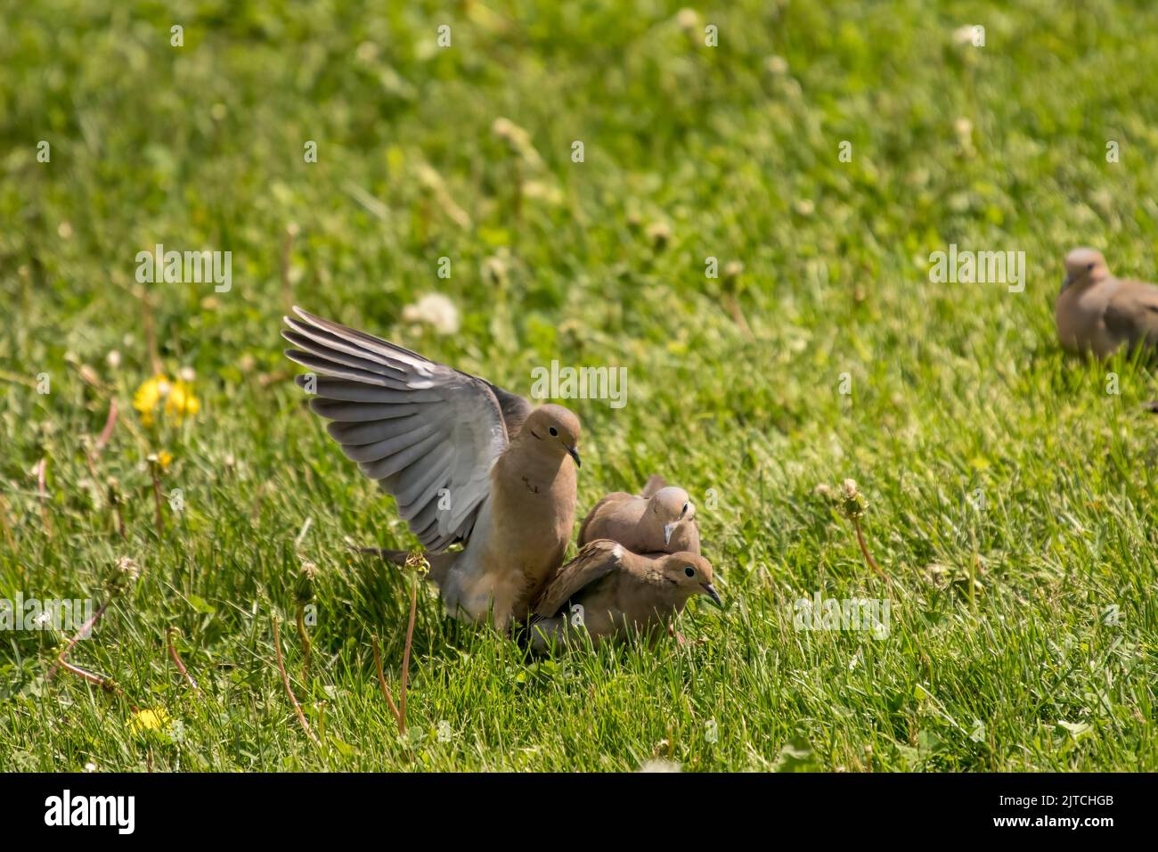 nature at work Stock Photo - Alamy