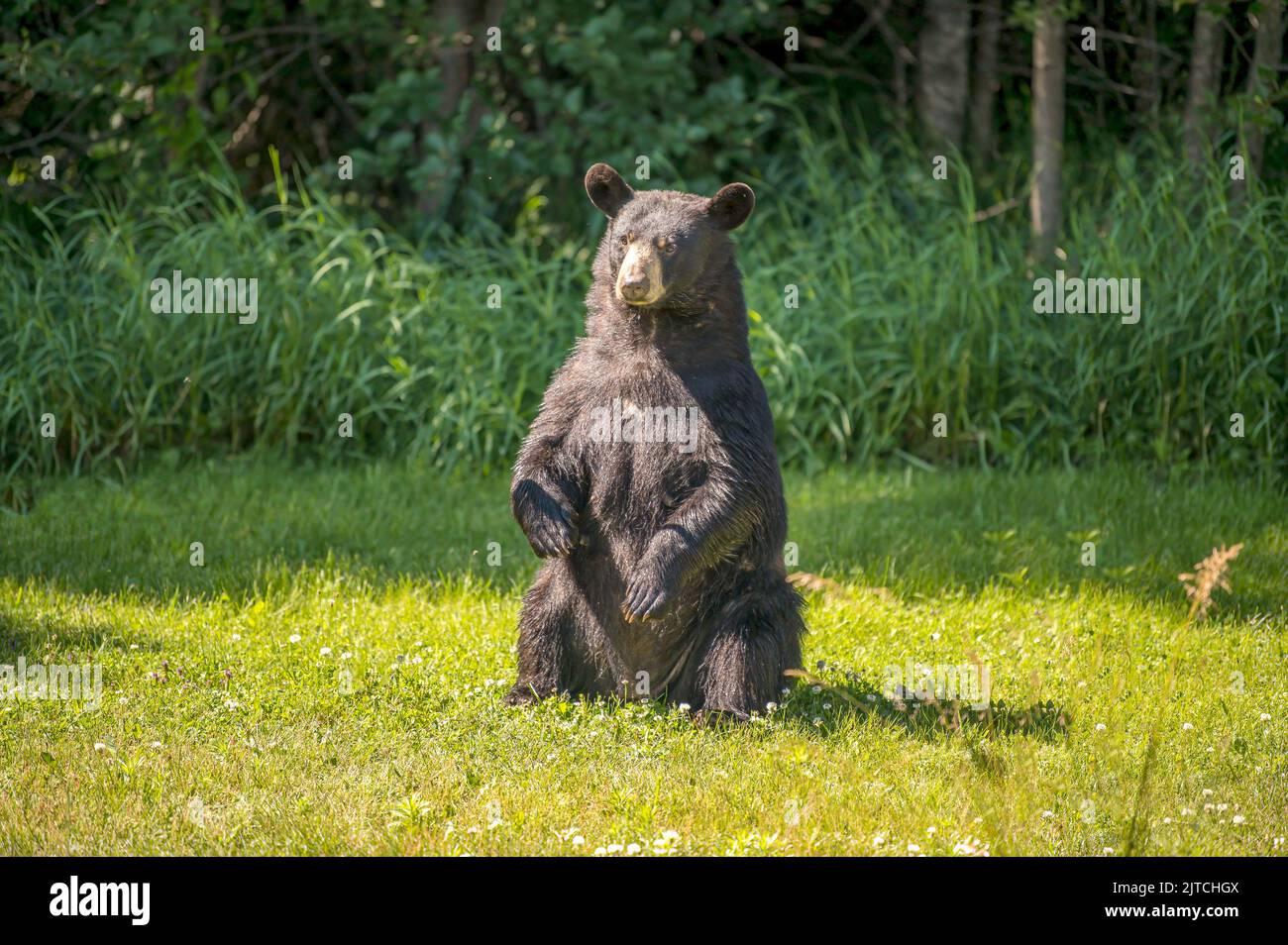Black bear sitting hi-res stock photography and images - Alamy