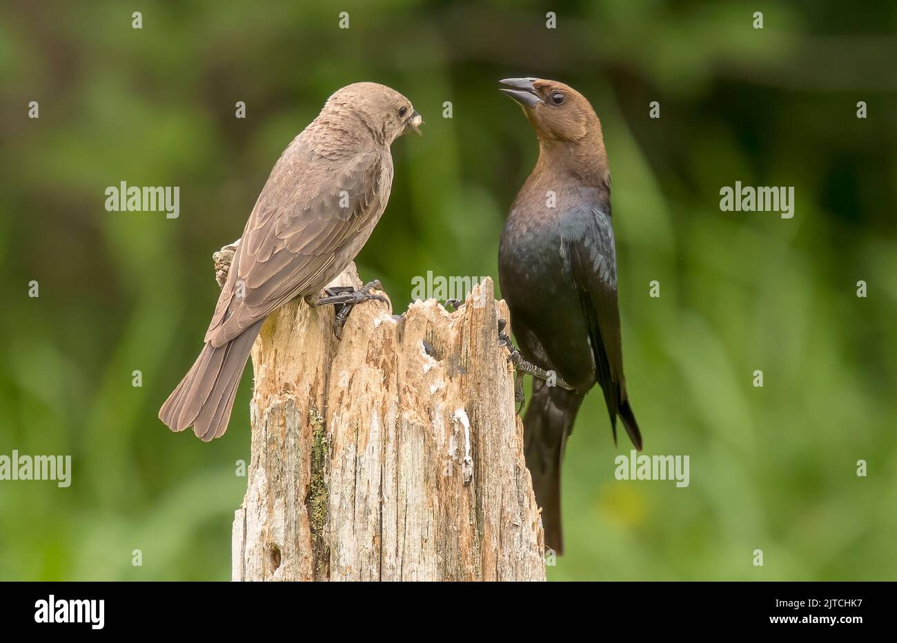 Cow birds hi-res stock photography and images - Alamy