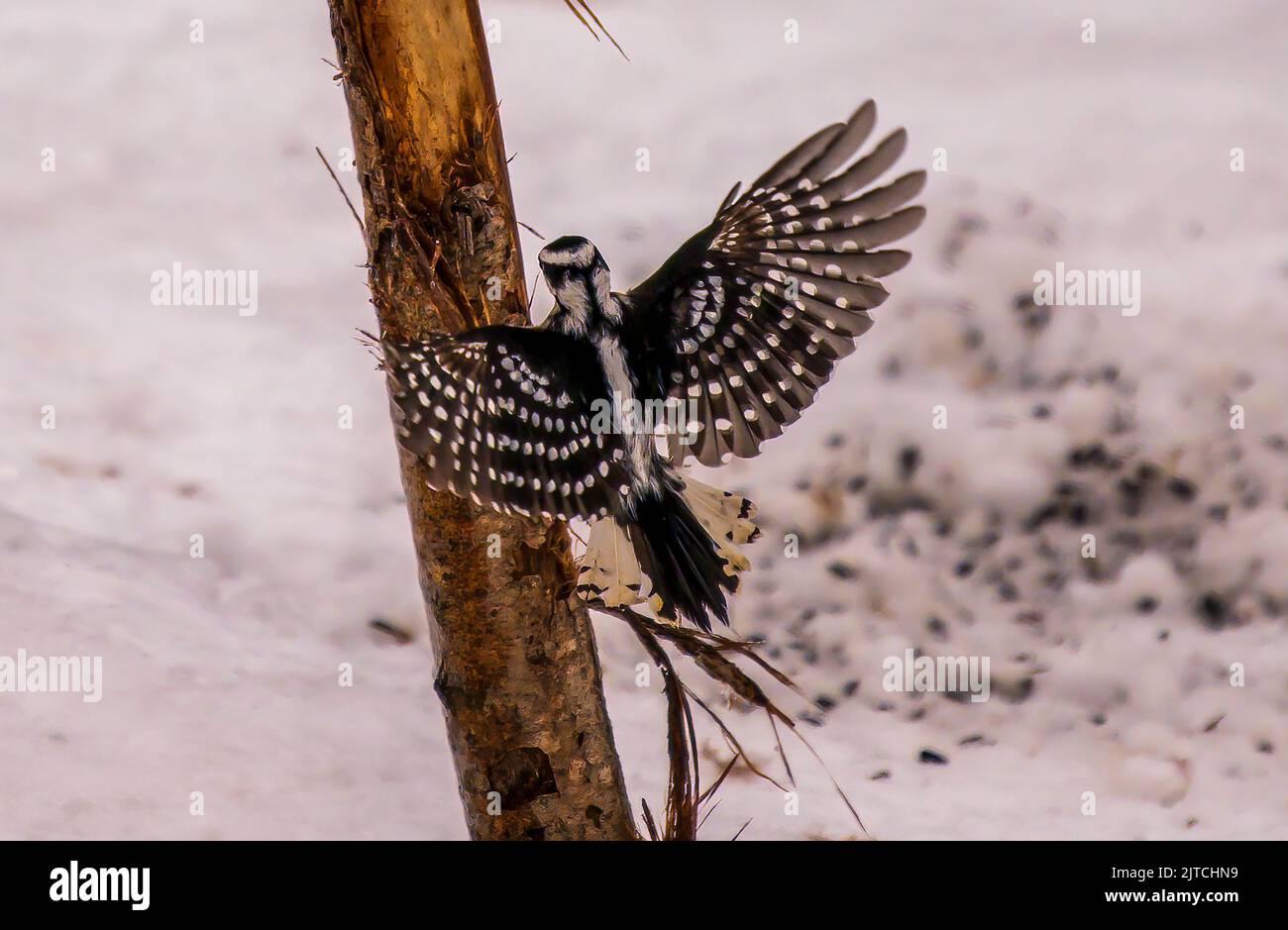 Doves fight hi-res stock photography and images - Alamy