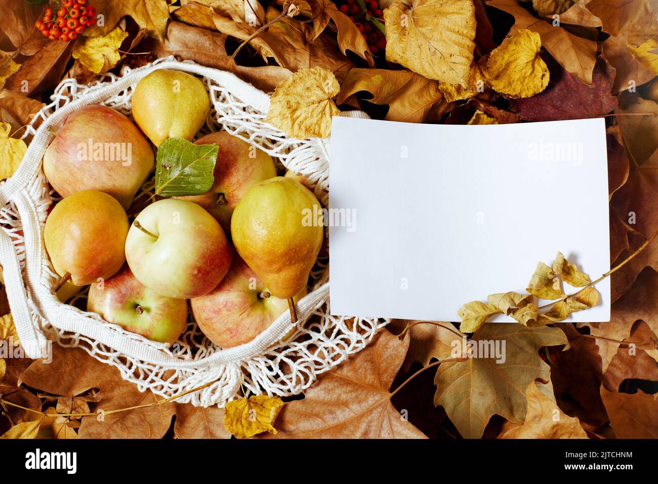 autumn flat lay with blank paper sheet, apples, pears, leaves and eco ...