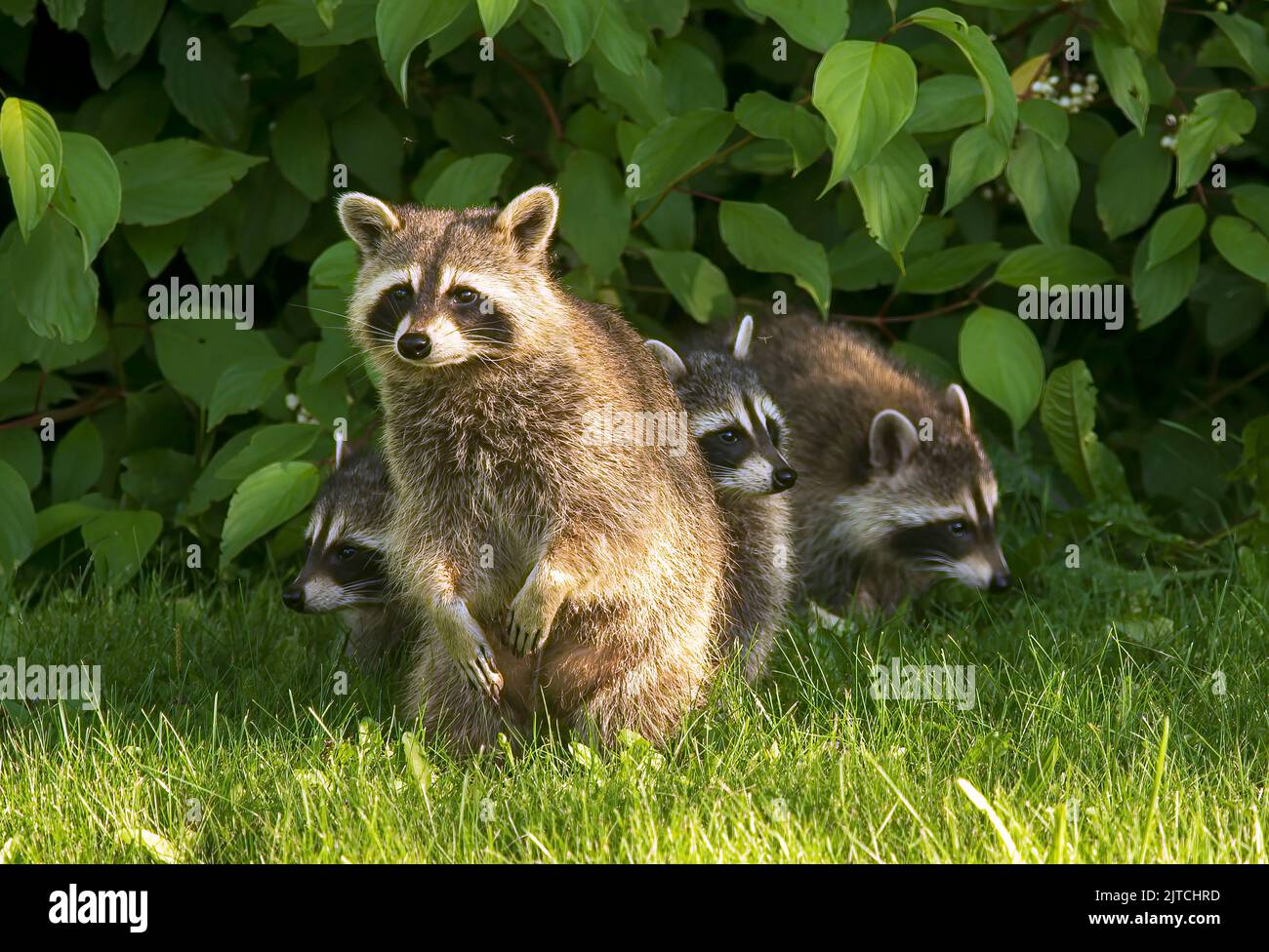 raccoon family comes out of bush Stock Photo - Alamy