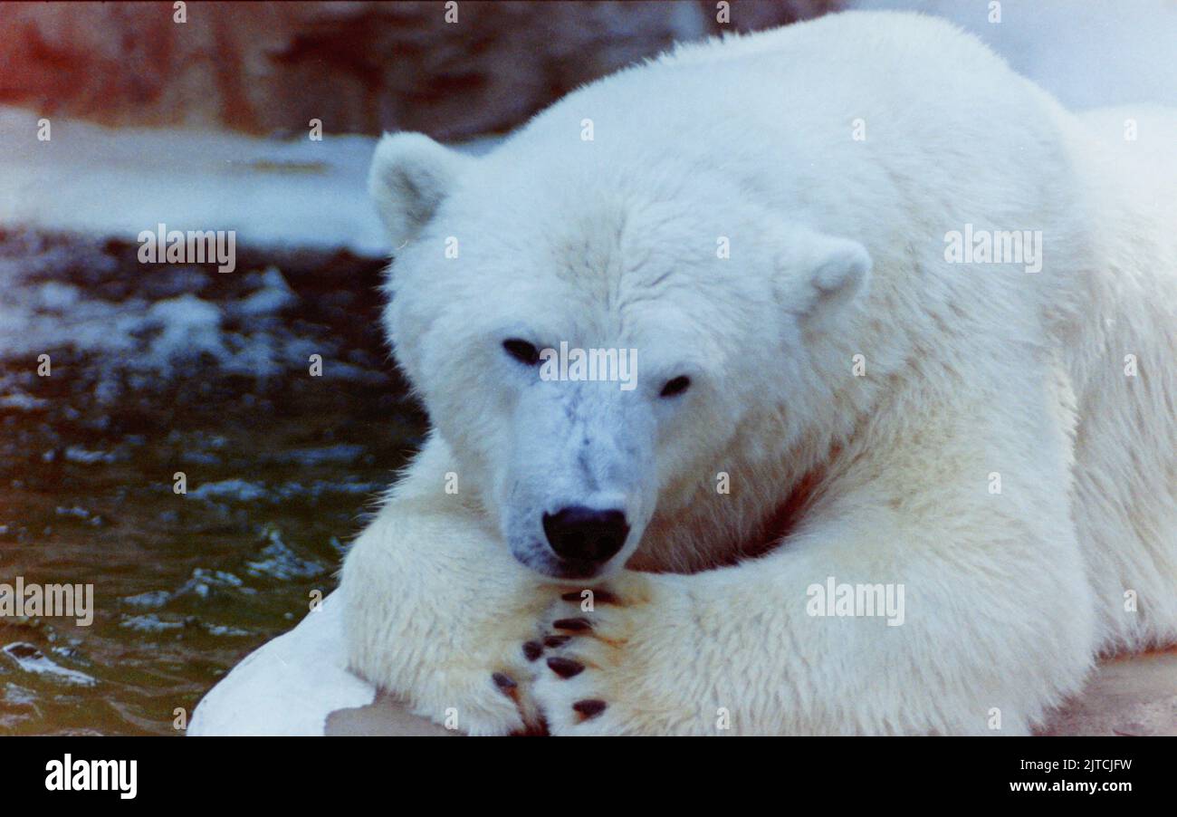 Praying to animal god hi-res stock photography and images - Alamy