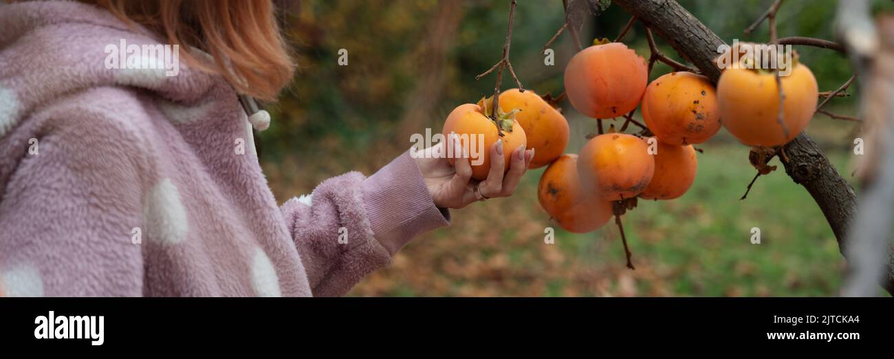 Wide view image of a woman picking ripe juicy persimmon fruits from a ...
