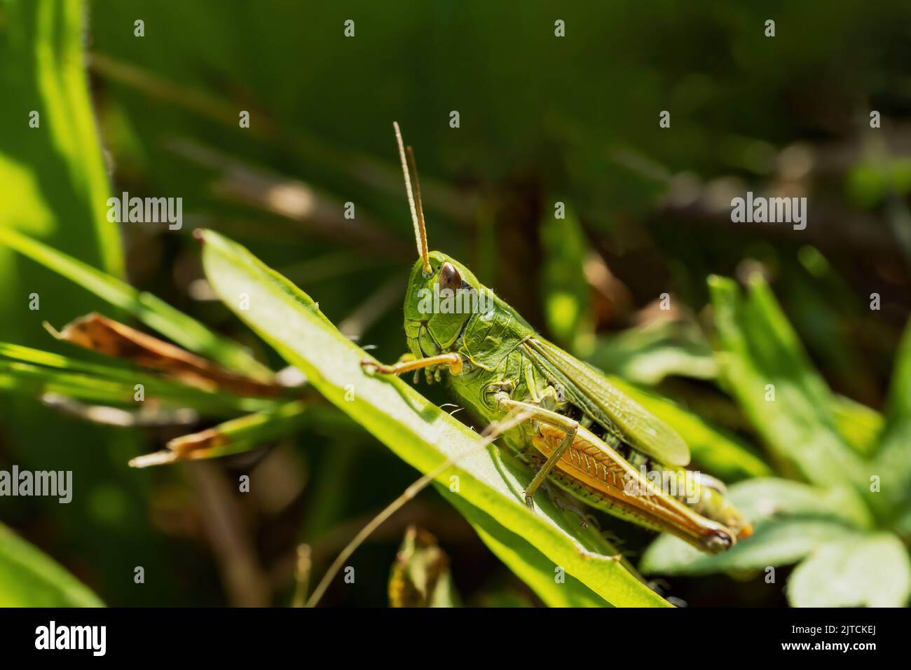 Side view macro photo of Meadow grasshopper. Horizontally Stock Photo ...