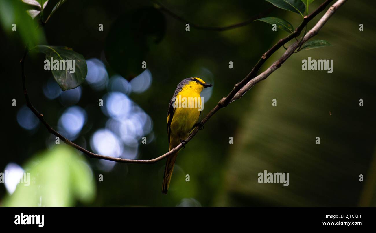 Female small beautiful bird hi-res stock photography and images - Alamy