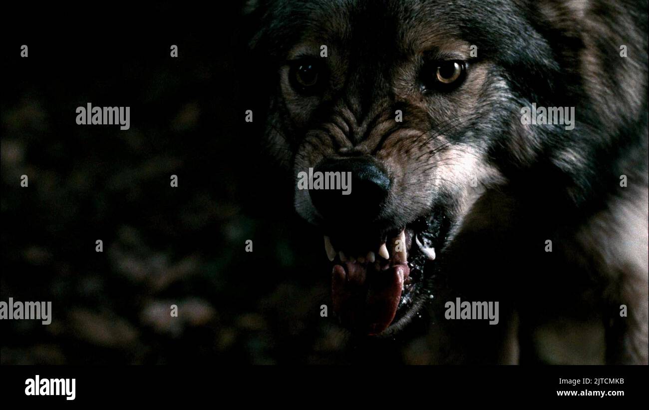 WEREWOLF, BLOOD AND CHOCOLATE, 2007 Stock Photo - Alamy