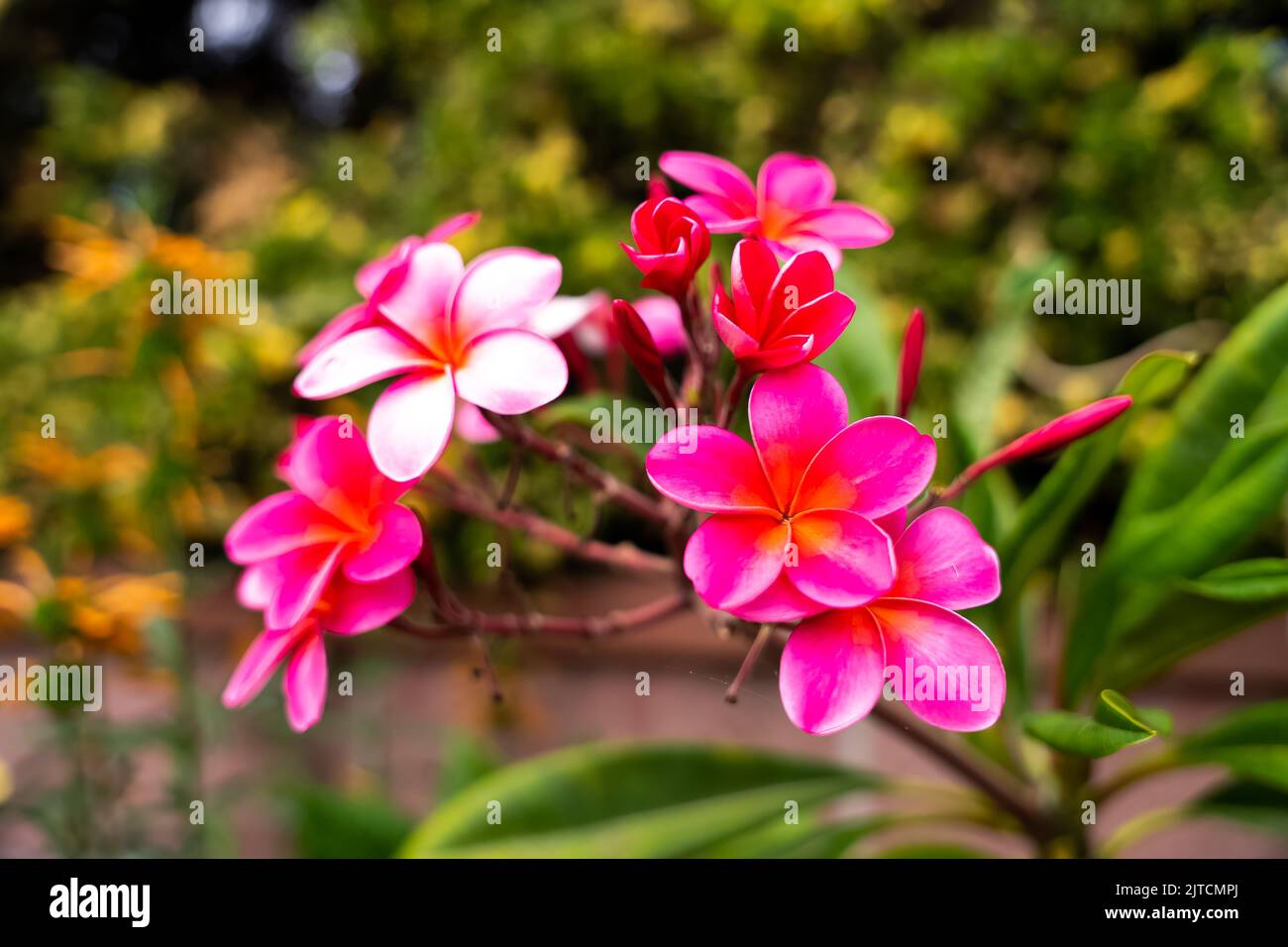 Red plumeria plumeria rubra hi-res stock photography and images - Alamy