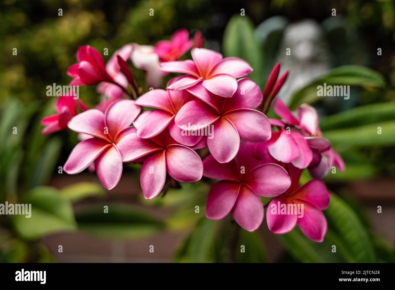Red plumeria plumeria rubra hi-res stock photography and images - Alamy