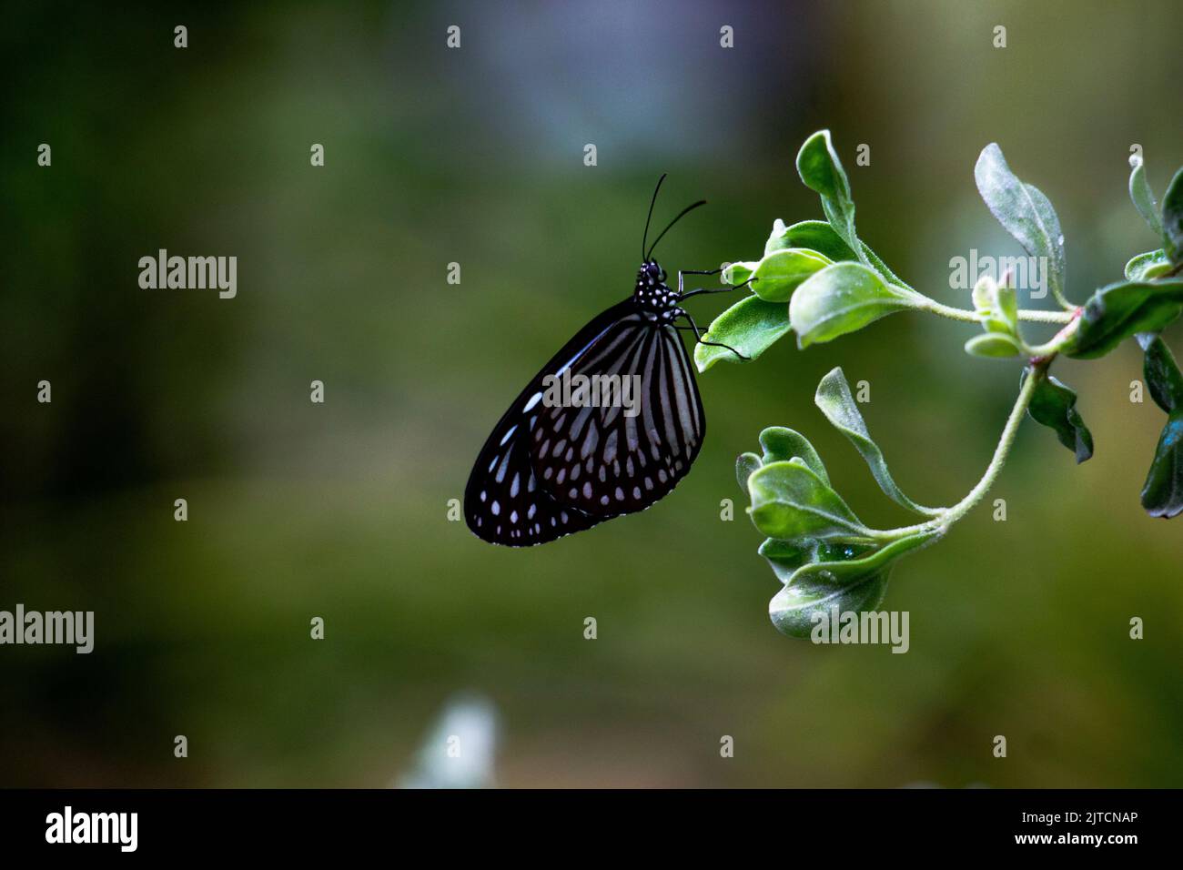 Close up photo of a Glassy Tiger butterfly Stock Photo - Alamy