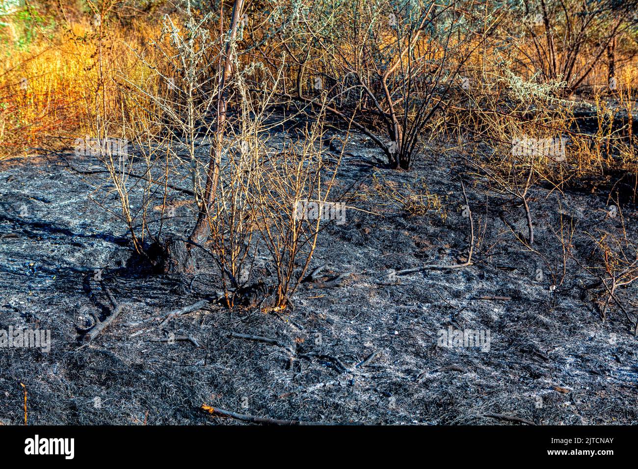 Barren landscape after wildfire forest hi-res stock photography and ...