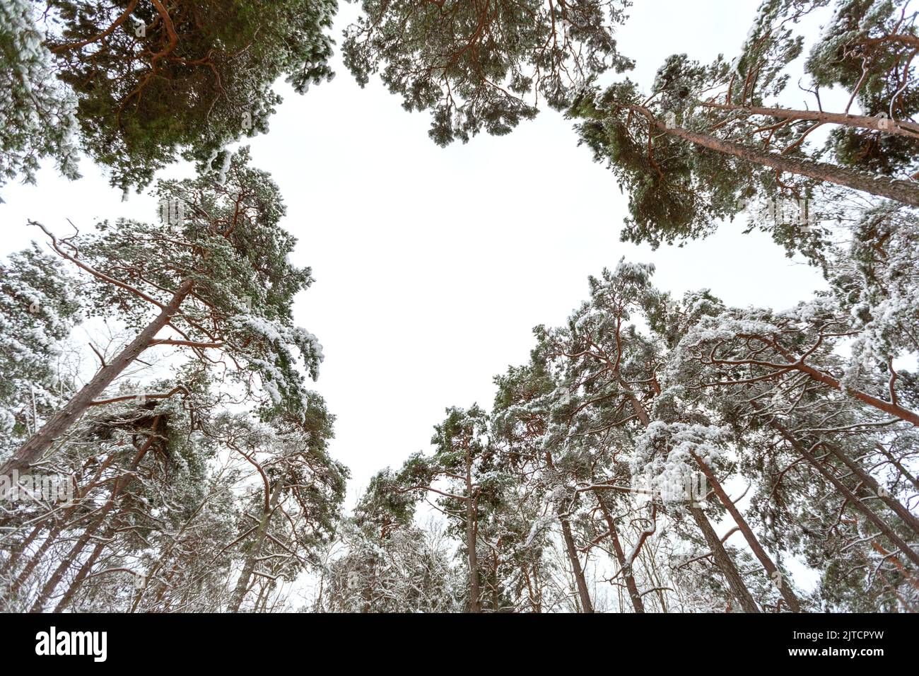 Pine trees snow heart hi-res stock photography and images - Alamy