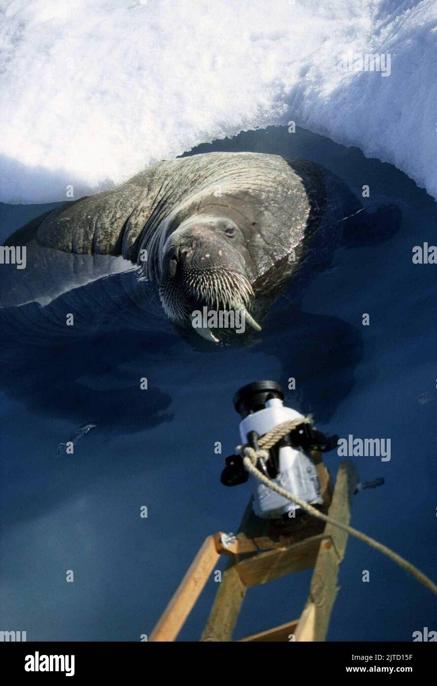 WALRUS, ARCTIC TALE, 2007 Stock Photo - Alamy