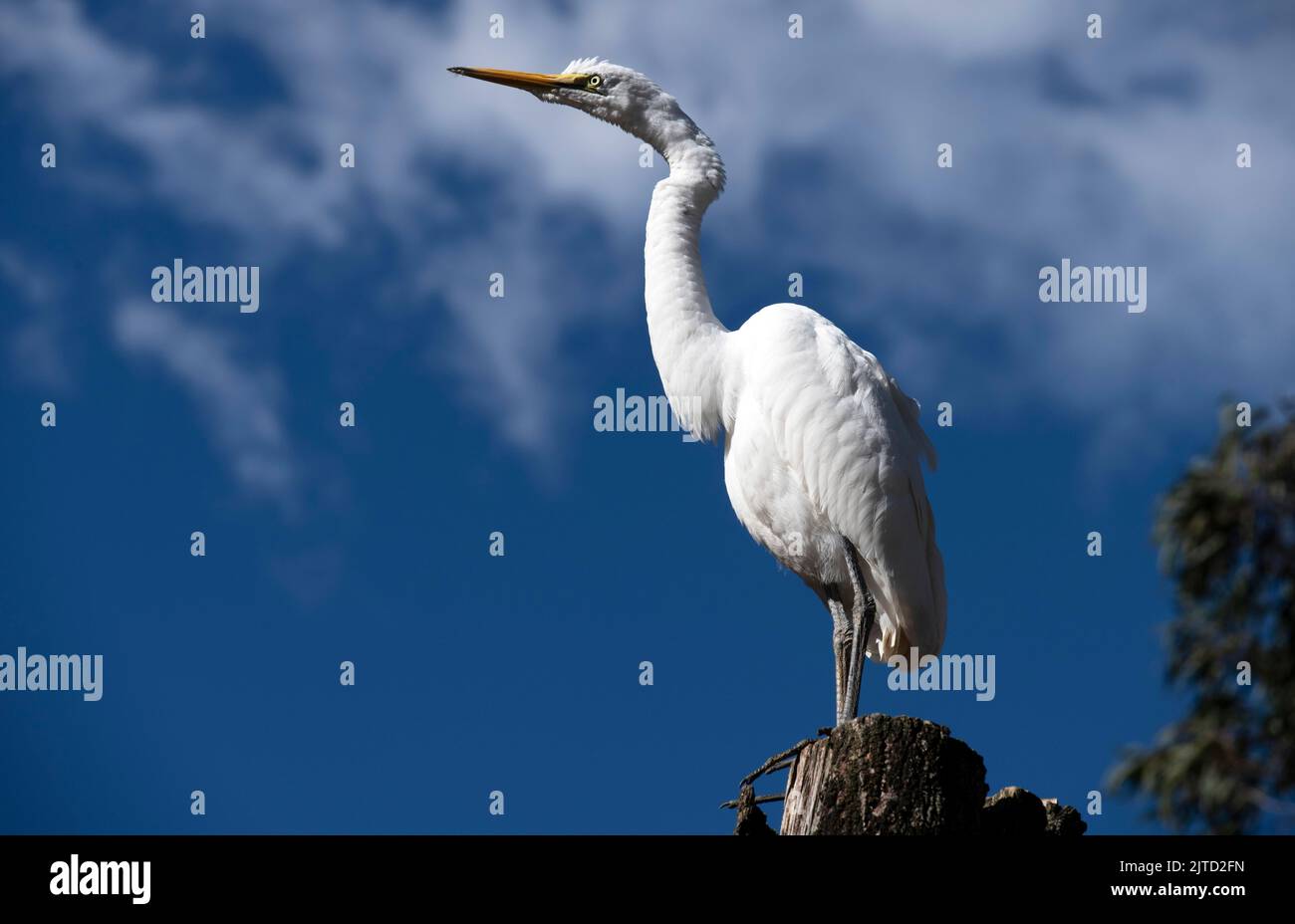 A Great Egret (Ardea alba) perched on a wooden stand in Sydney, NSW ...