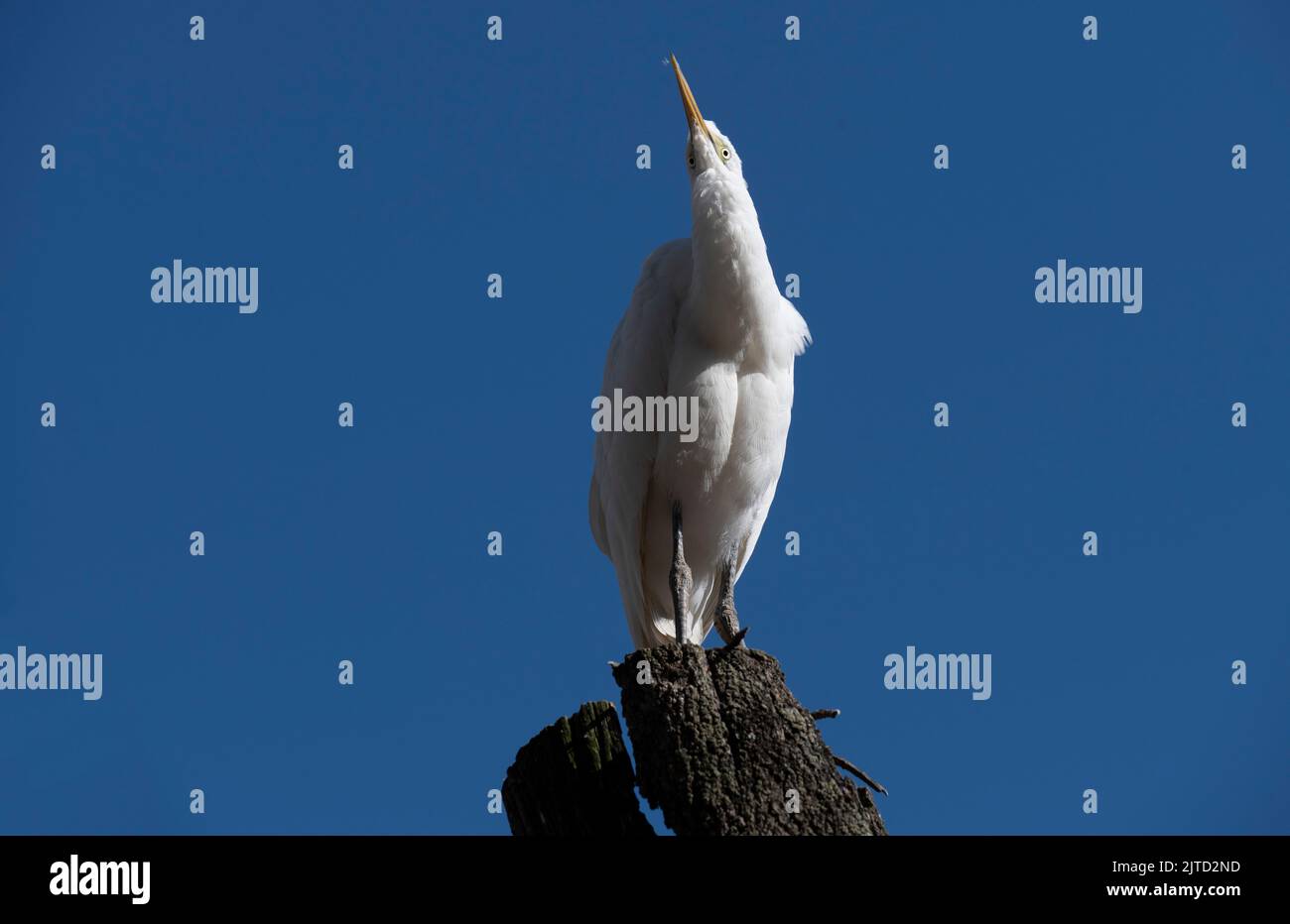 A Great Egret (Ardea alba) perched on a wooden stand in Sydney, NSW ...
