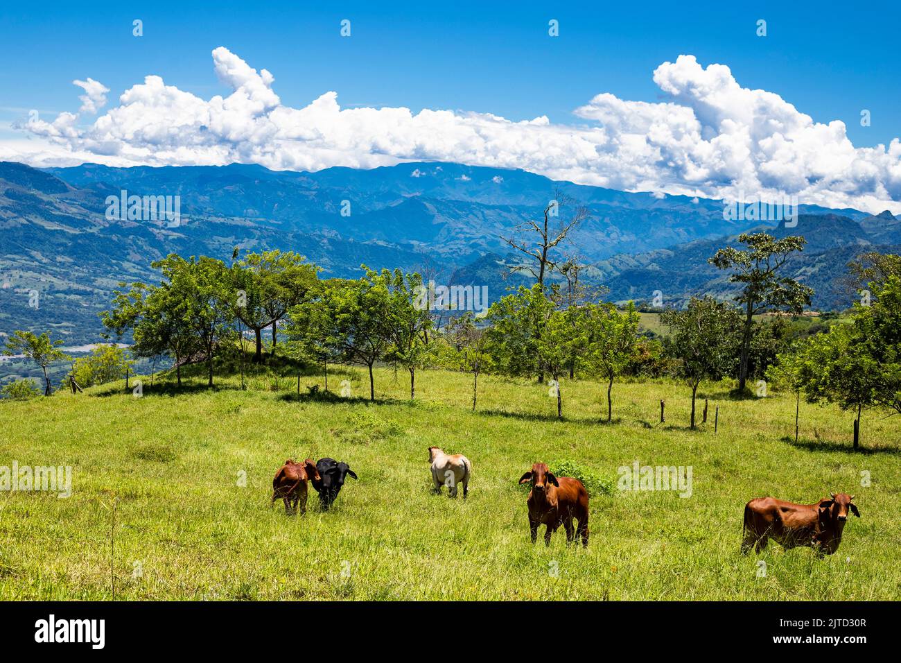 Beautiful landscape with bovine animals in the fields of Colombia Stock ...