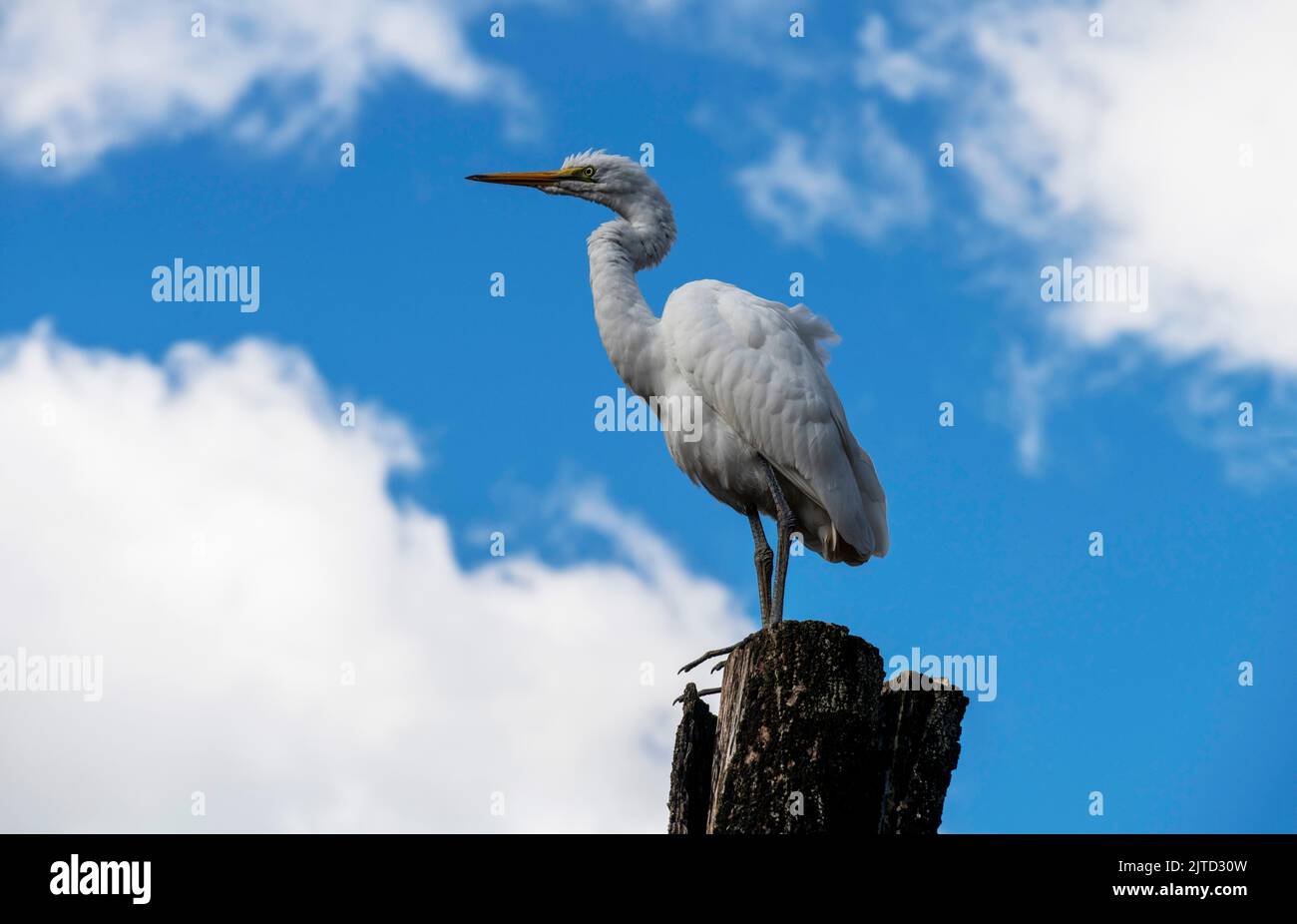 A Great Egret (Ardea alba) perched on a wooden stand in Sydney, NSW ...