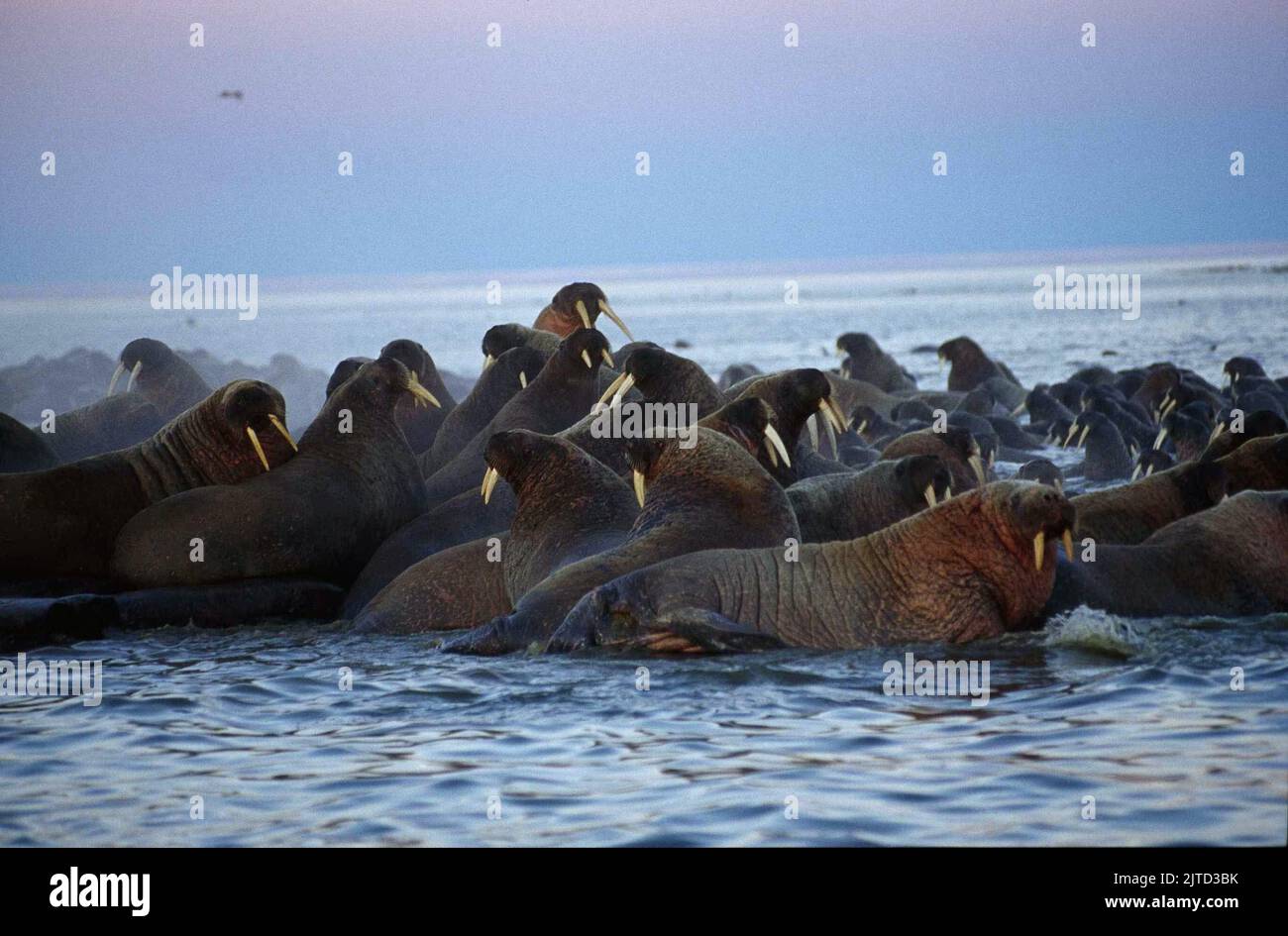 Pod of walrus hi-res stock photography and images - Alamy