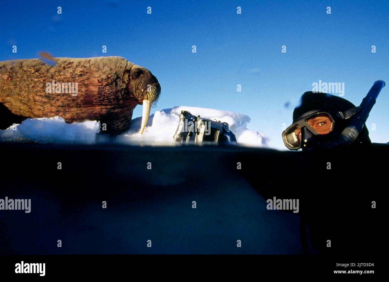 WALRUS,RAVETCH, ARCTIC TALE, 2007 Stock Photo - Alamy