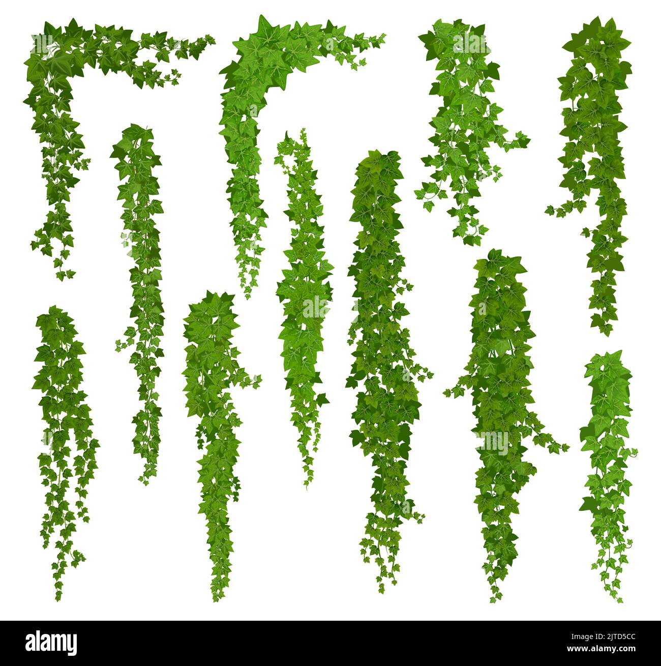 Vertical isolated ivy lianas, cartoon vector set of green vines with ... Vertical isolated ivy lianas, cartoon vector set of green vines with ...