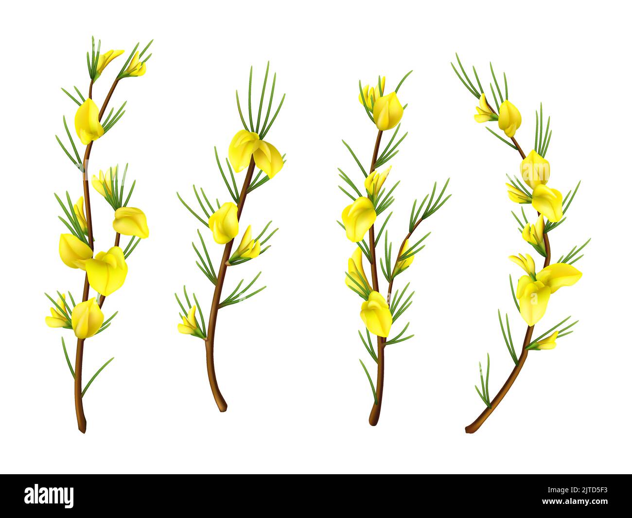 Realistic isolated rooibos plant with flowers, redbush. Vector plant ...