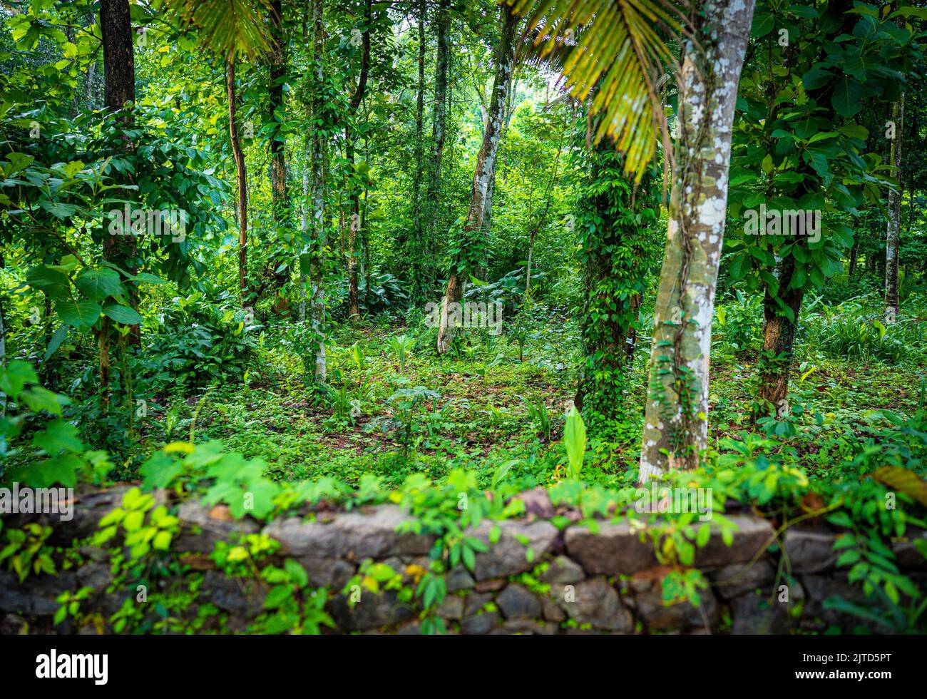 A natural view of thick vegetation and rock-walled in a park in Kerala ...