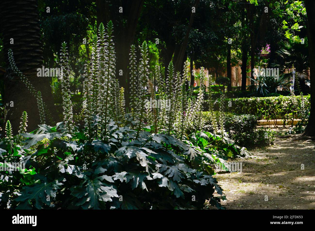 Canthus mollis hi-res stock photography and images - Alamy