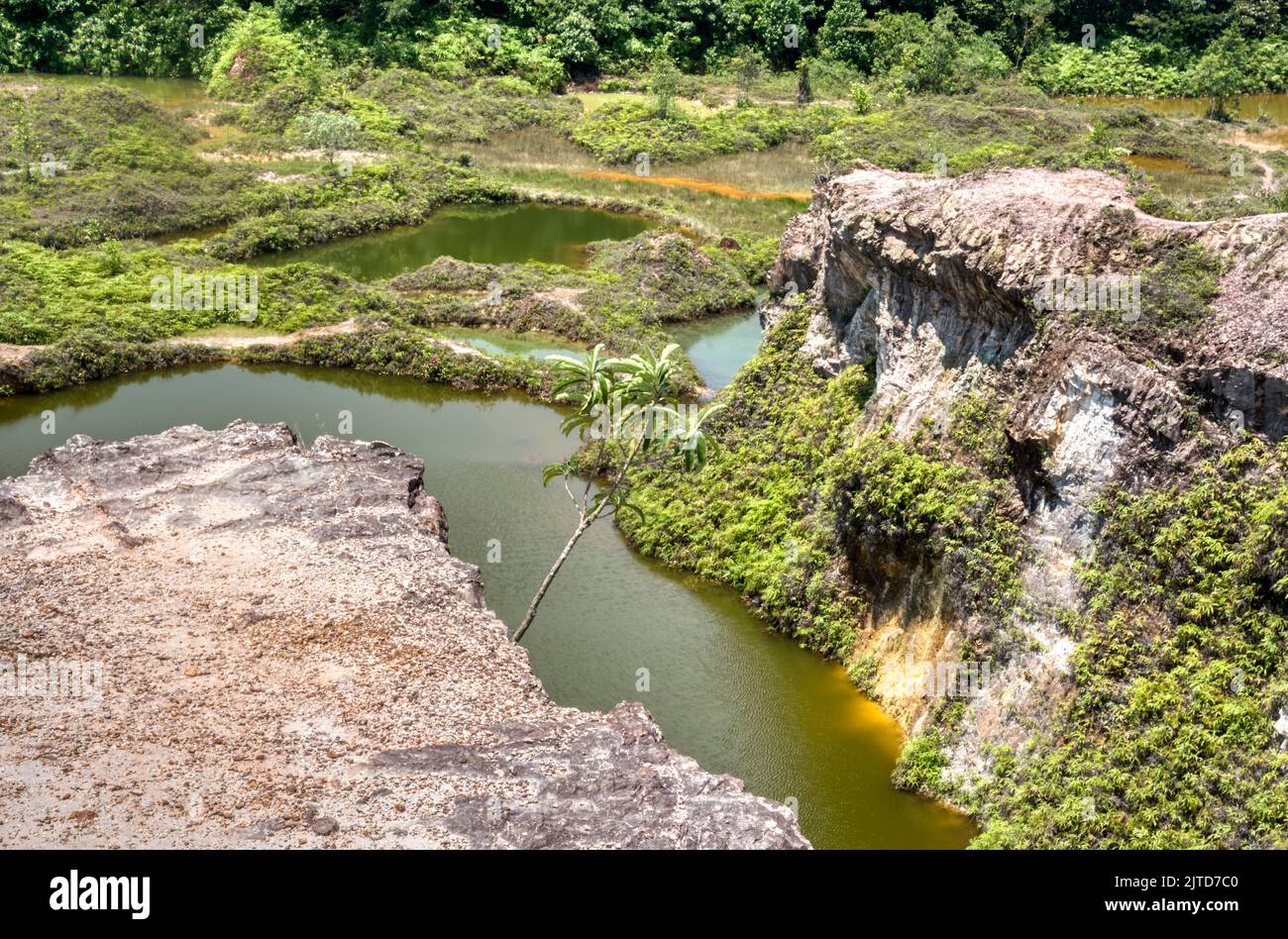 vegetation around the abandoned mining pond Stock Photo - Alamy