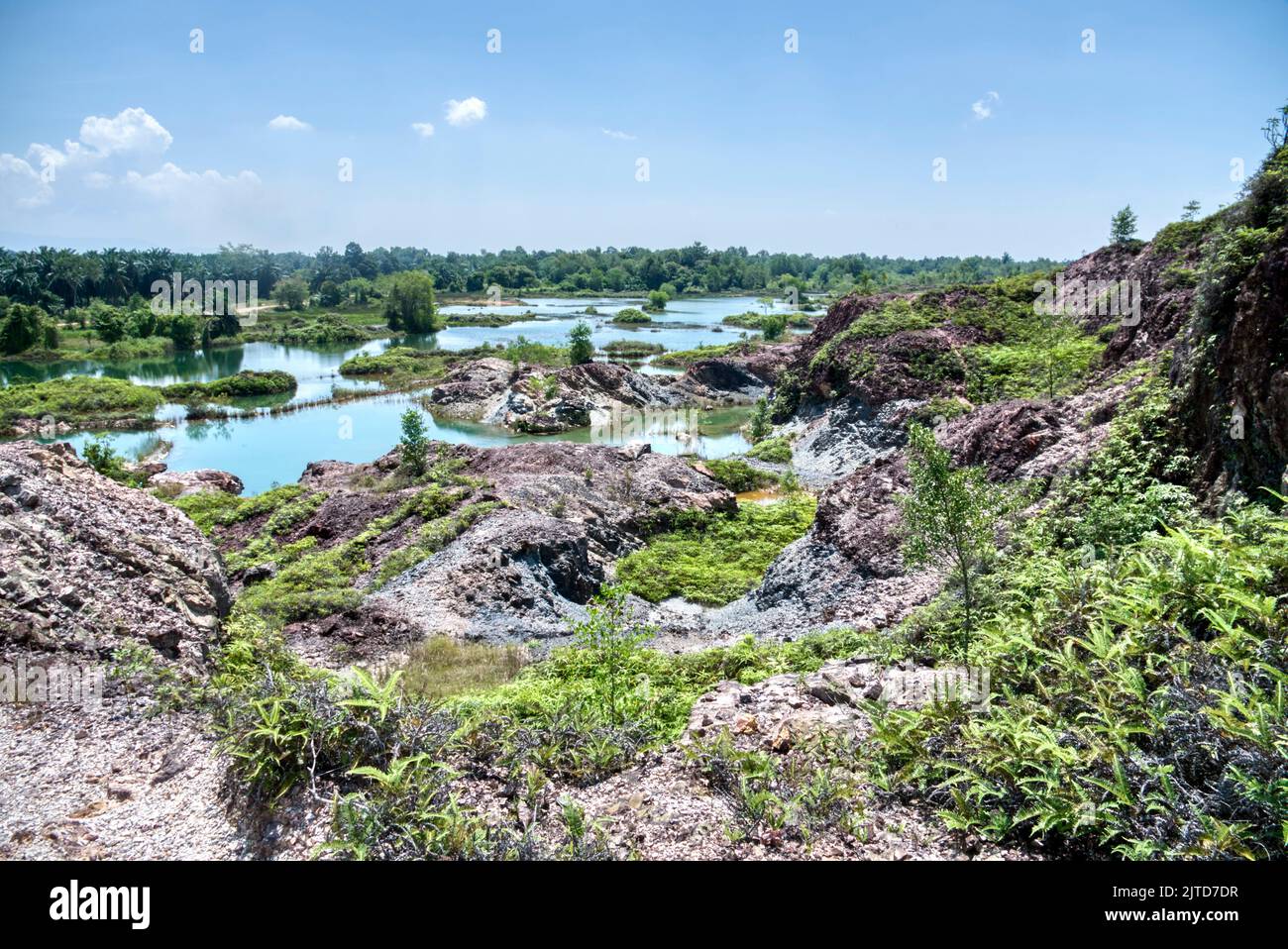 vegetation around the abandoned mining pond Stock Photo - Alamy